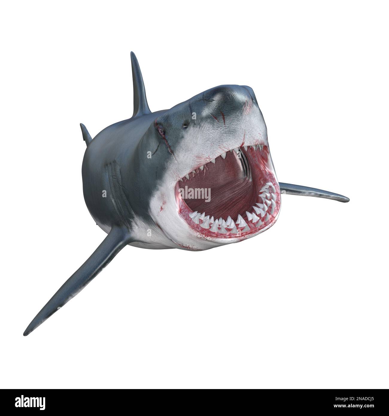 shark marine predator big open mouth. 3D rendering Stock Photo - Alamy