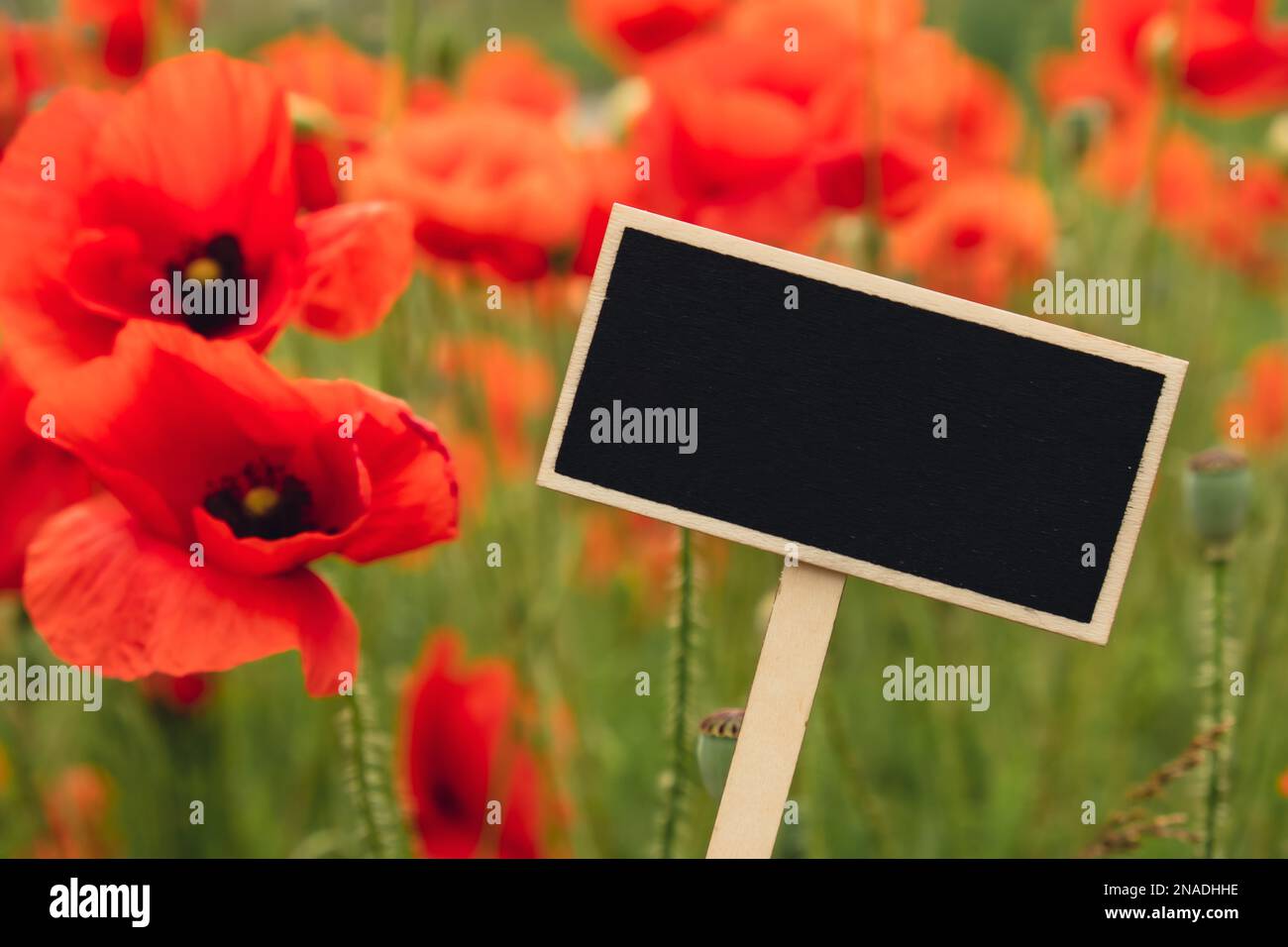 Blank Black billboard against Red poppy flowers in a wild field. Empty ...