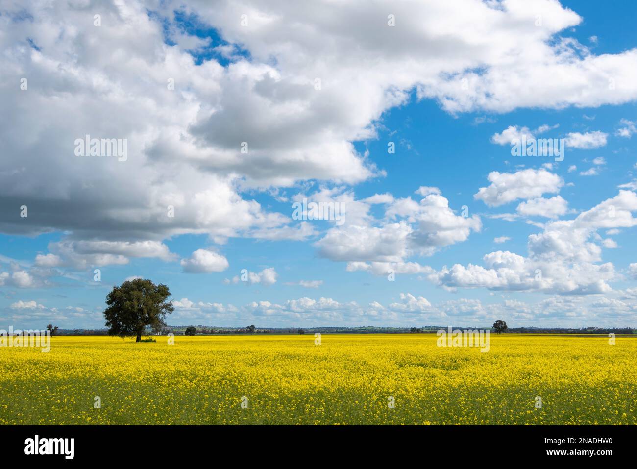 Canola crop growing australia hi-res stock photography and images - Alamy