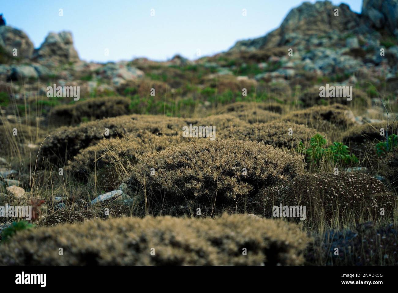 An aerial view of field growing plants Stock Photo - Alamy