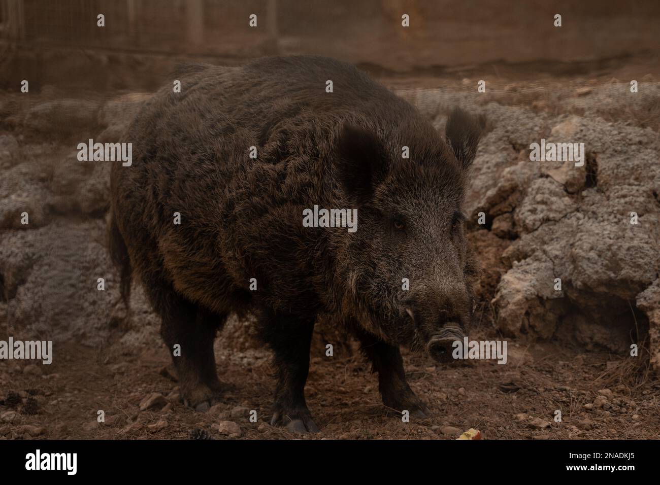 Wild boar stones hi-res stock photography and images - Alamy