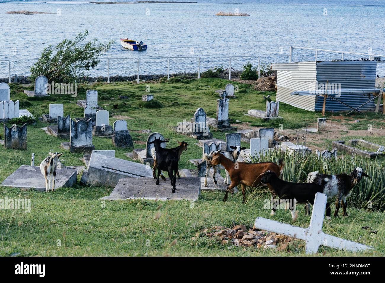 A herd of goats among gravestones on a grassy hill near a body of water ...