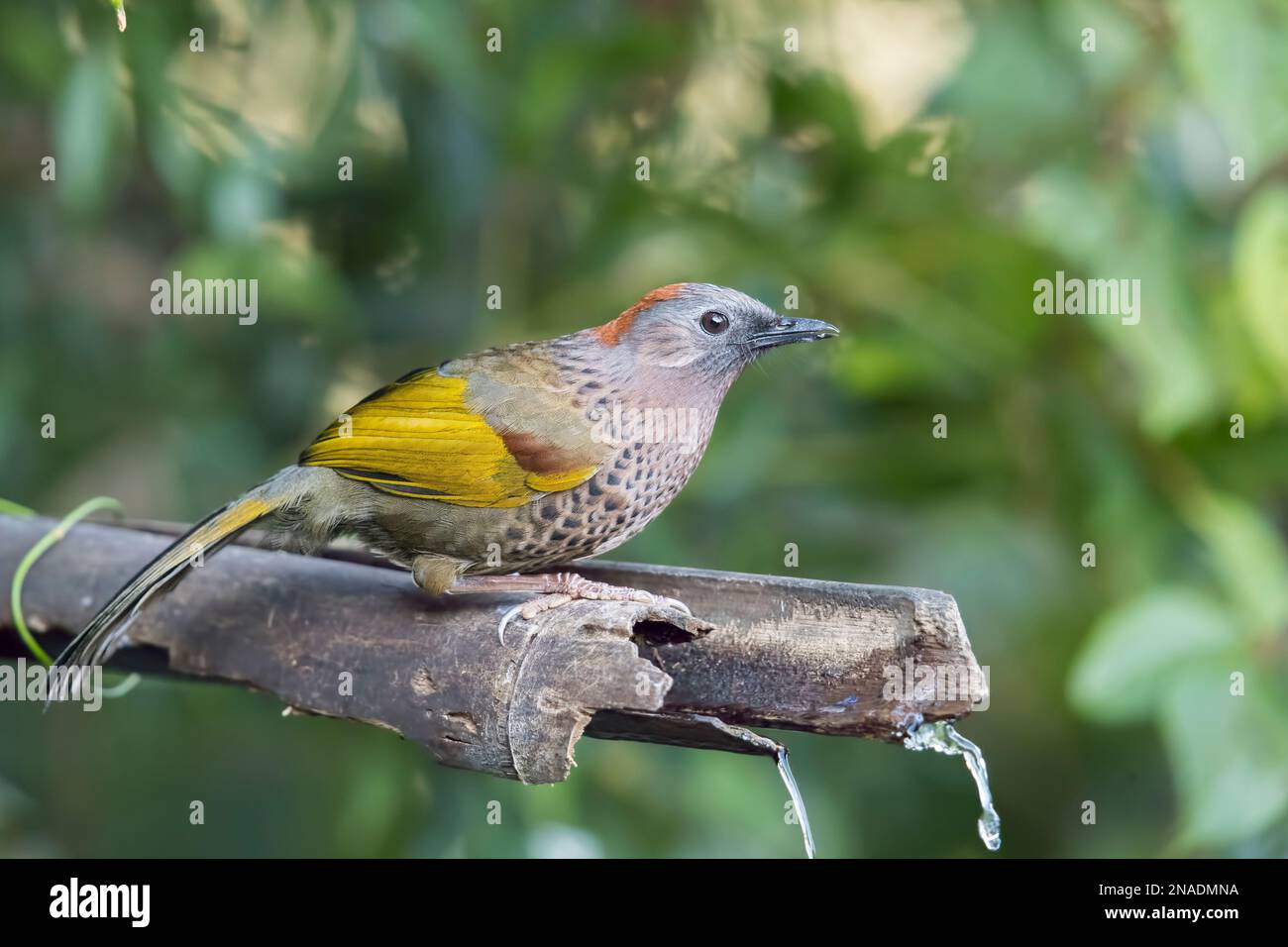 Birds of assam hi-res stock photography and images - Alamy