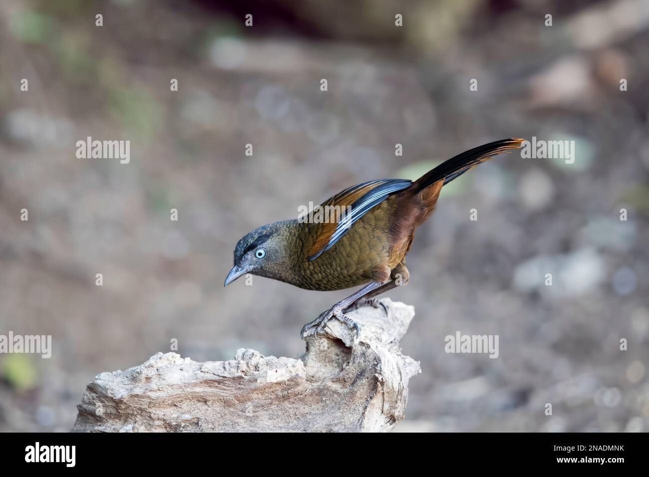 Blue winged leaf bird hi-res stock photography and images - Alamy