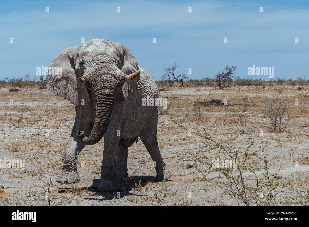 An African elephant strides across the arid landscape of the African ...