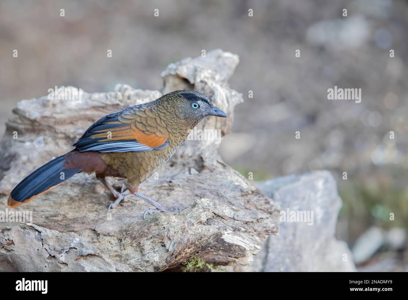 Thrush genus hi-res stock photography and images - Alamy