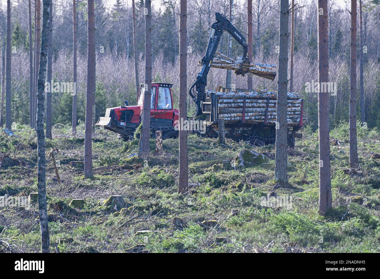 red forest machine forwarder working in cutting area Stock Photo - Alamy