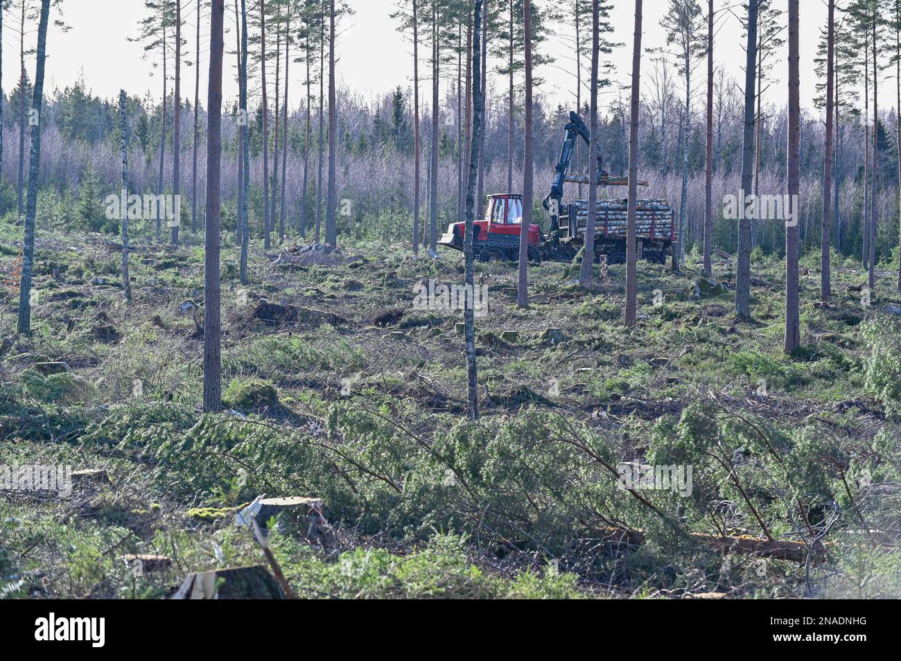 Red forwarder hi-res stock photography and images - Alamy