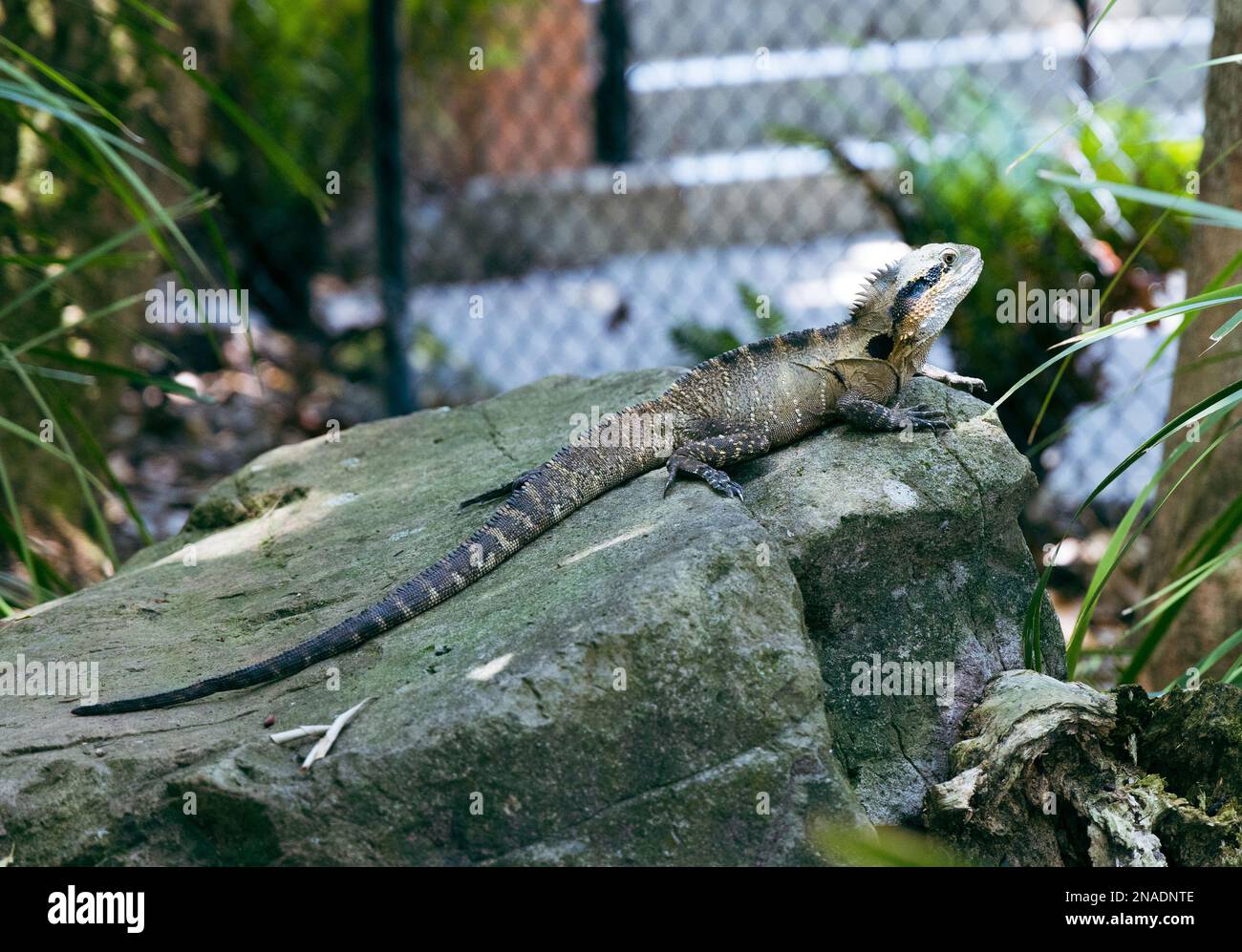 The Australian water dragon is an arboreal agamid species native to ...