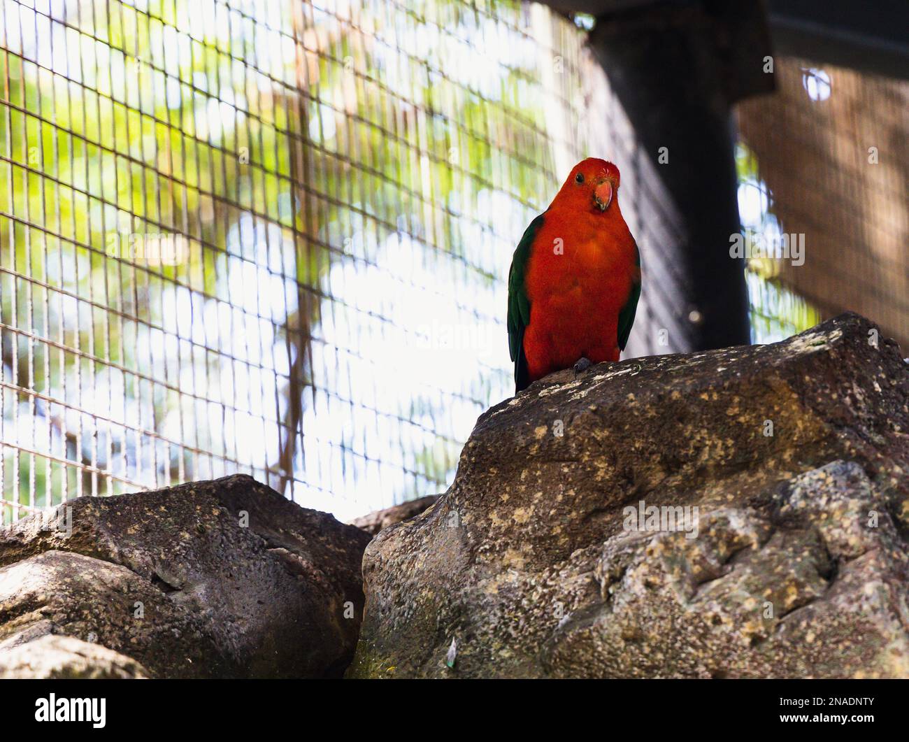 The Australian king parrot is a species of parrot endemic to eastern ...