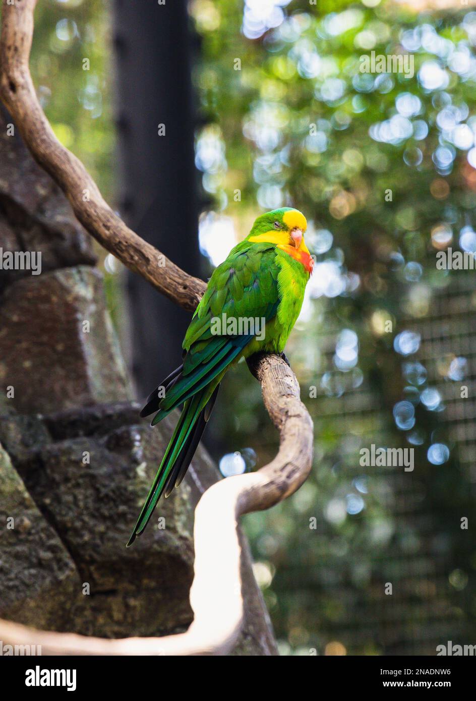 The superb parrot, also known as Barraband's parrot, Barraband's ...