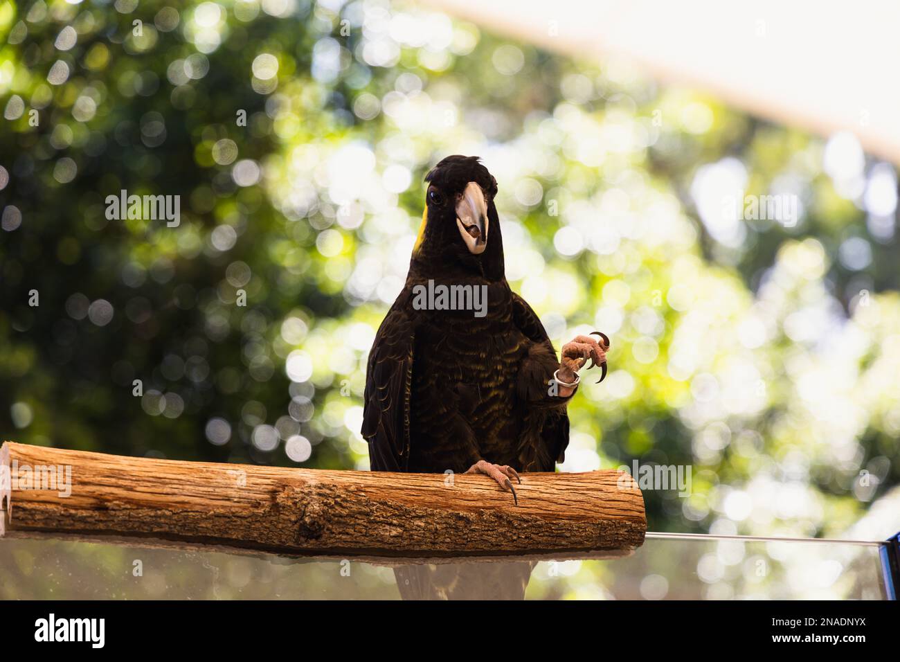The yellow-tailed black cockatoo is a large cockatoo native to the ...