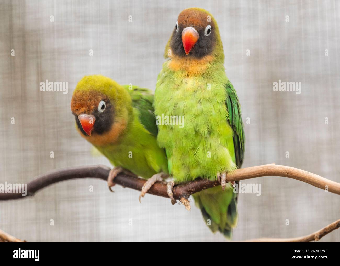 Bird Gardens, UK. 12th Feb, 2023. Oxton, Scottish Borders, Scotland ...