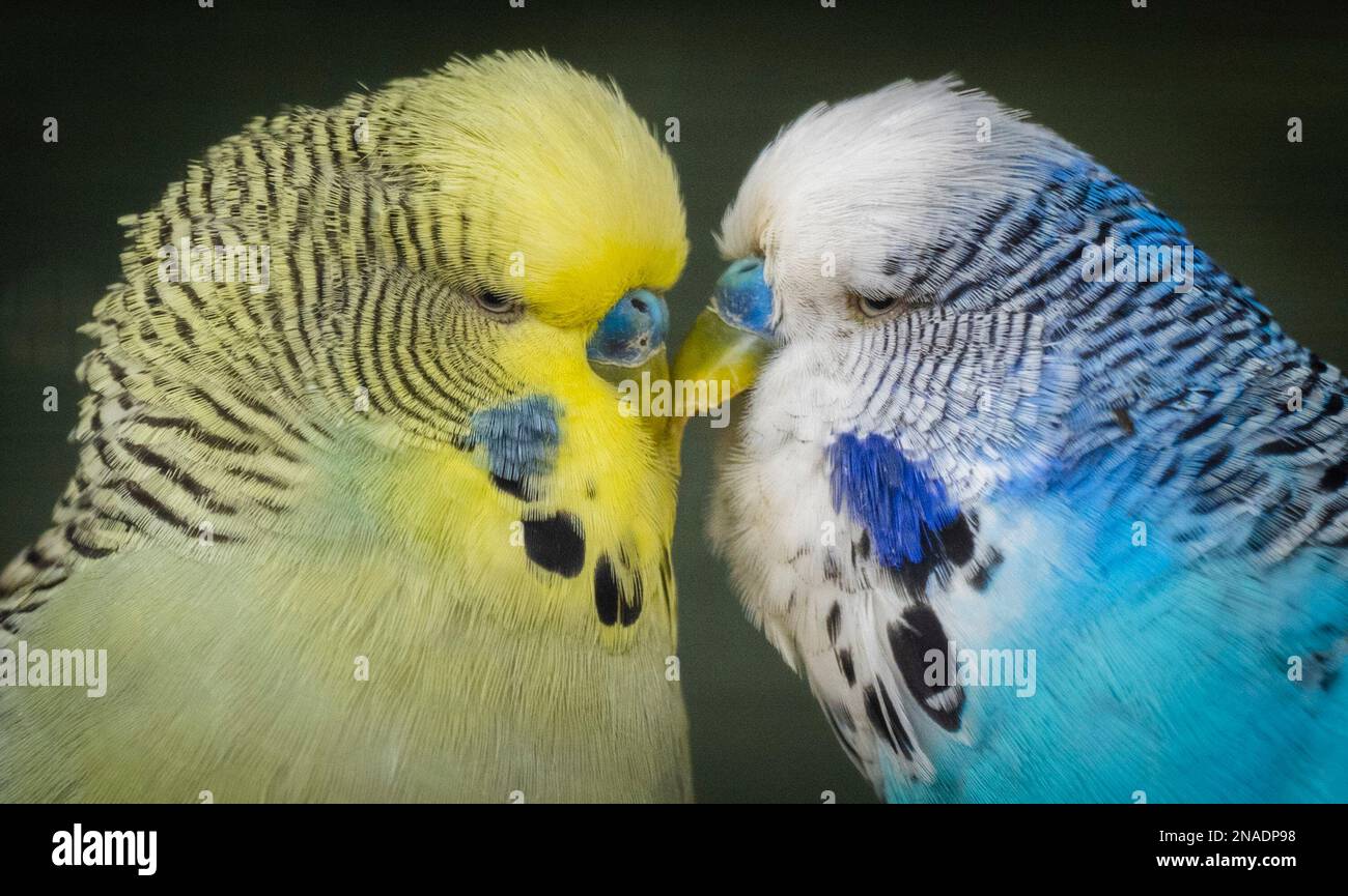 Bird Gardens, UK. 12th Feb, 2023. Oxton, Scottish Borders, Scotland ...