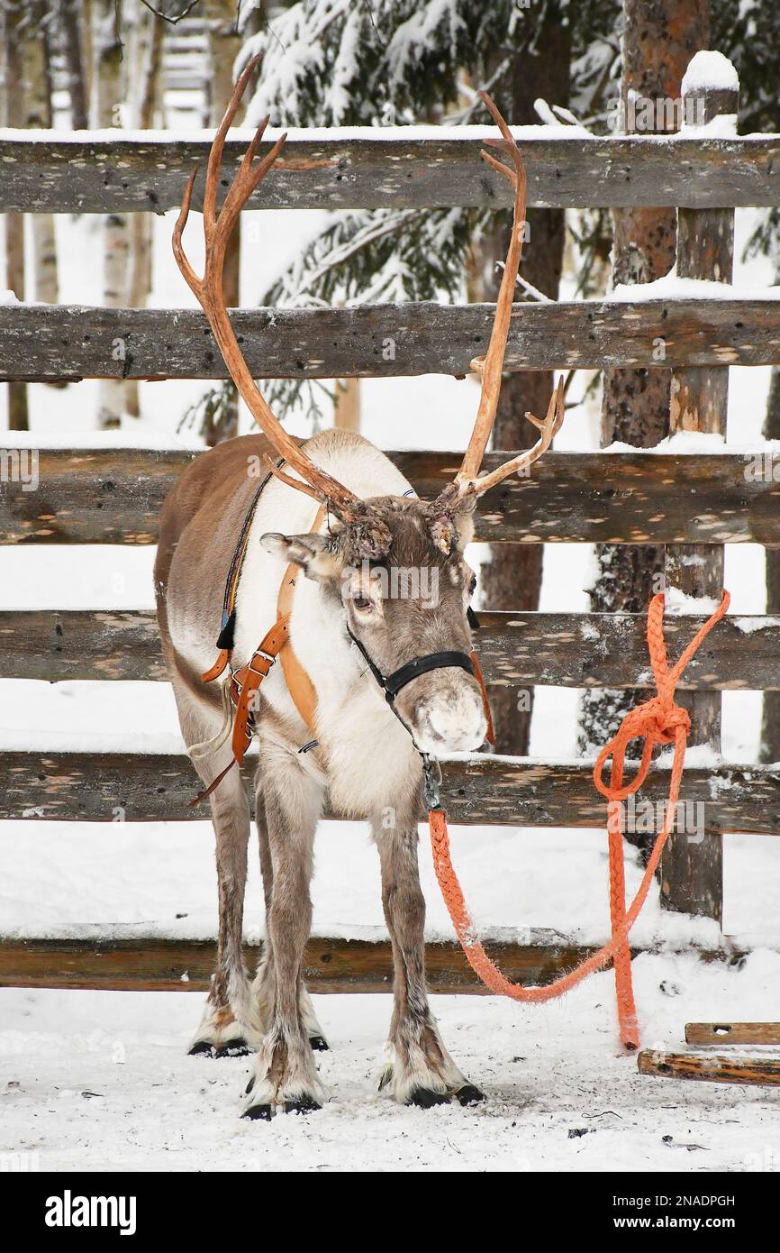 Santa Claus Village in Rovaniemi, Finland, January 29, 2023, crossed by ...