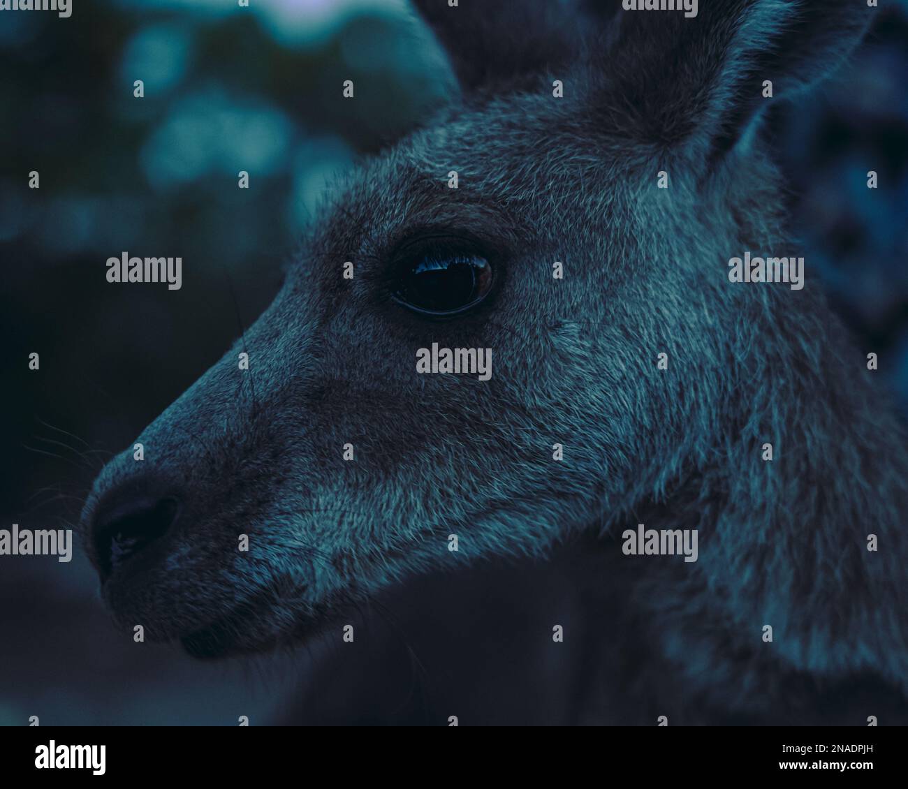 Dark portrait of a Kangaroo face Stock Photo - Alamy