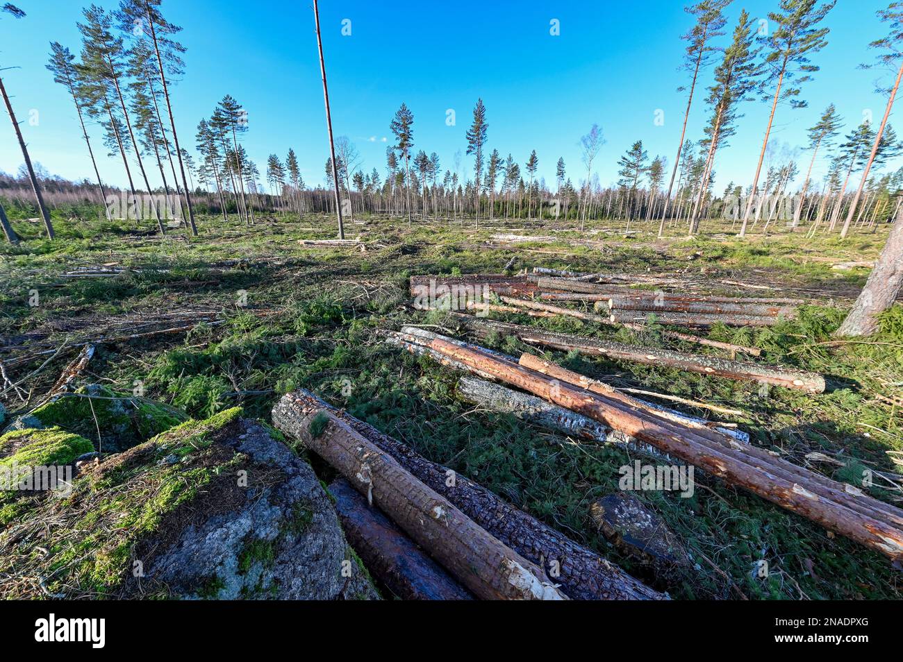 Stacked logs treetrunks in hi-res stock photography and images - Alamy