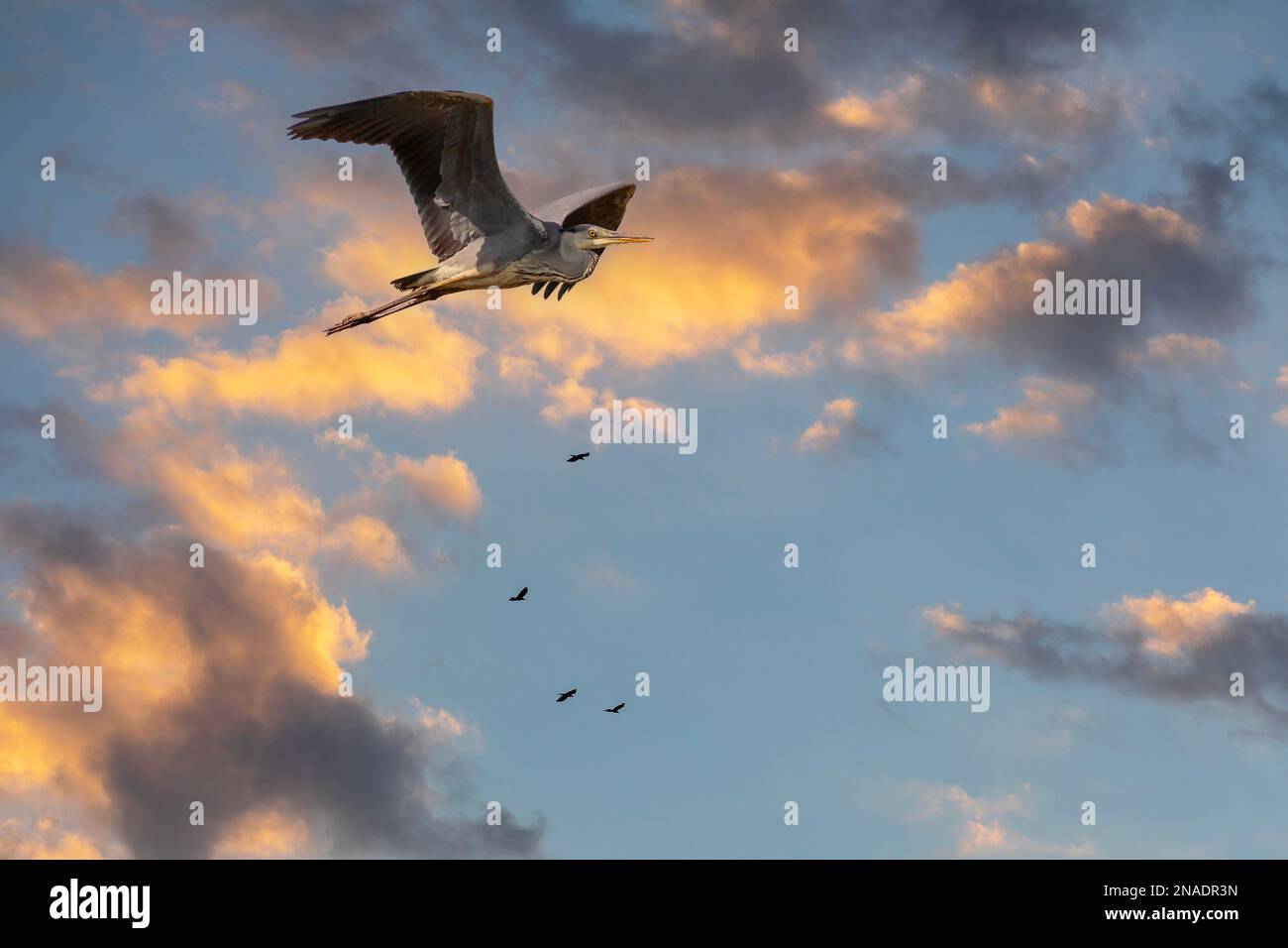 Big water bird hi-res stock photography and images - Alamy