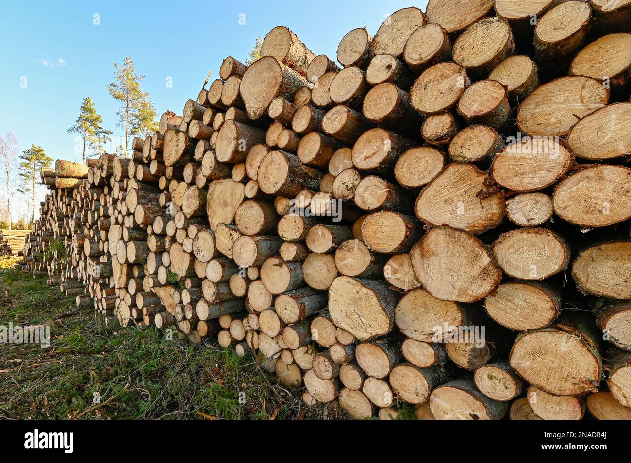 cutting area with stacked timber in Sweden Stock Photo - Alamy