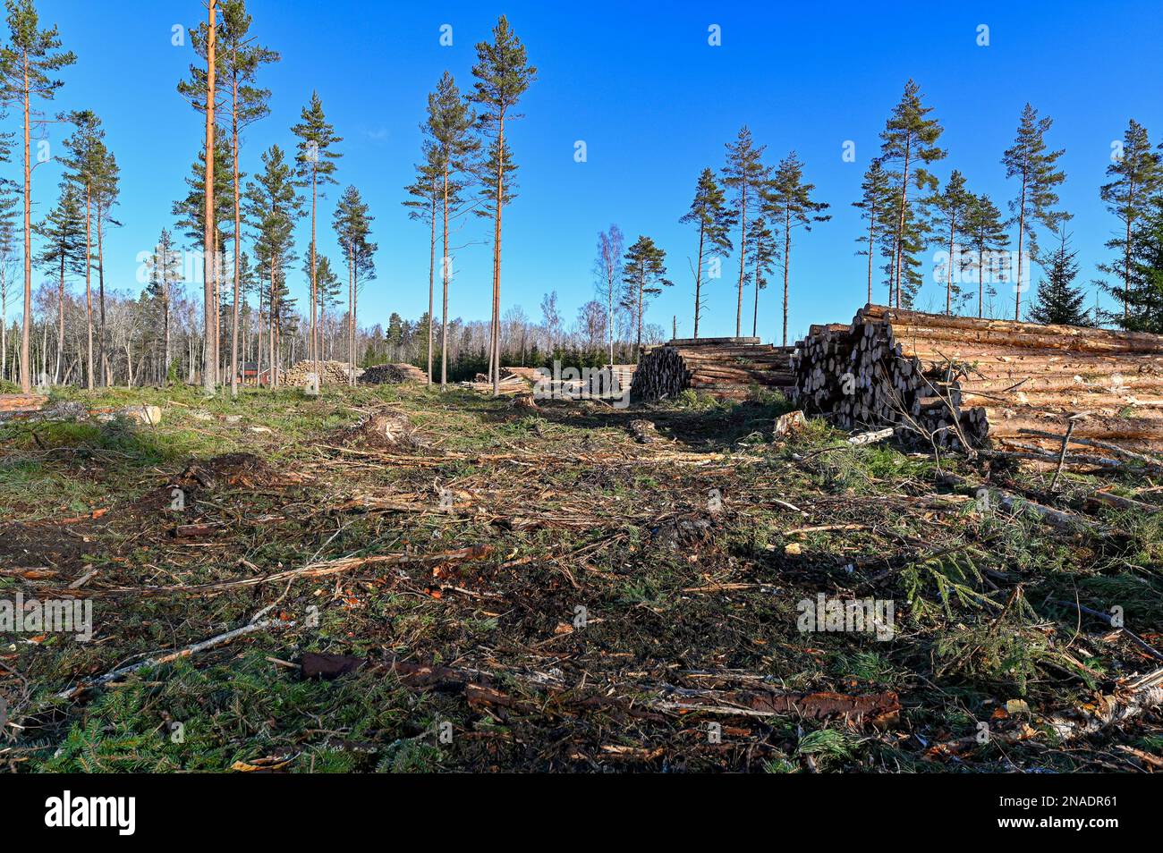 cutting area with stacked timber in Sweden Stock Photo - Alamy