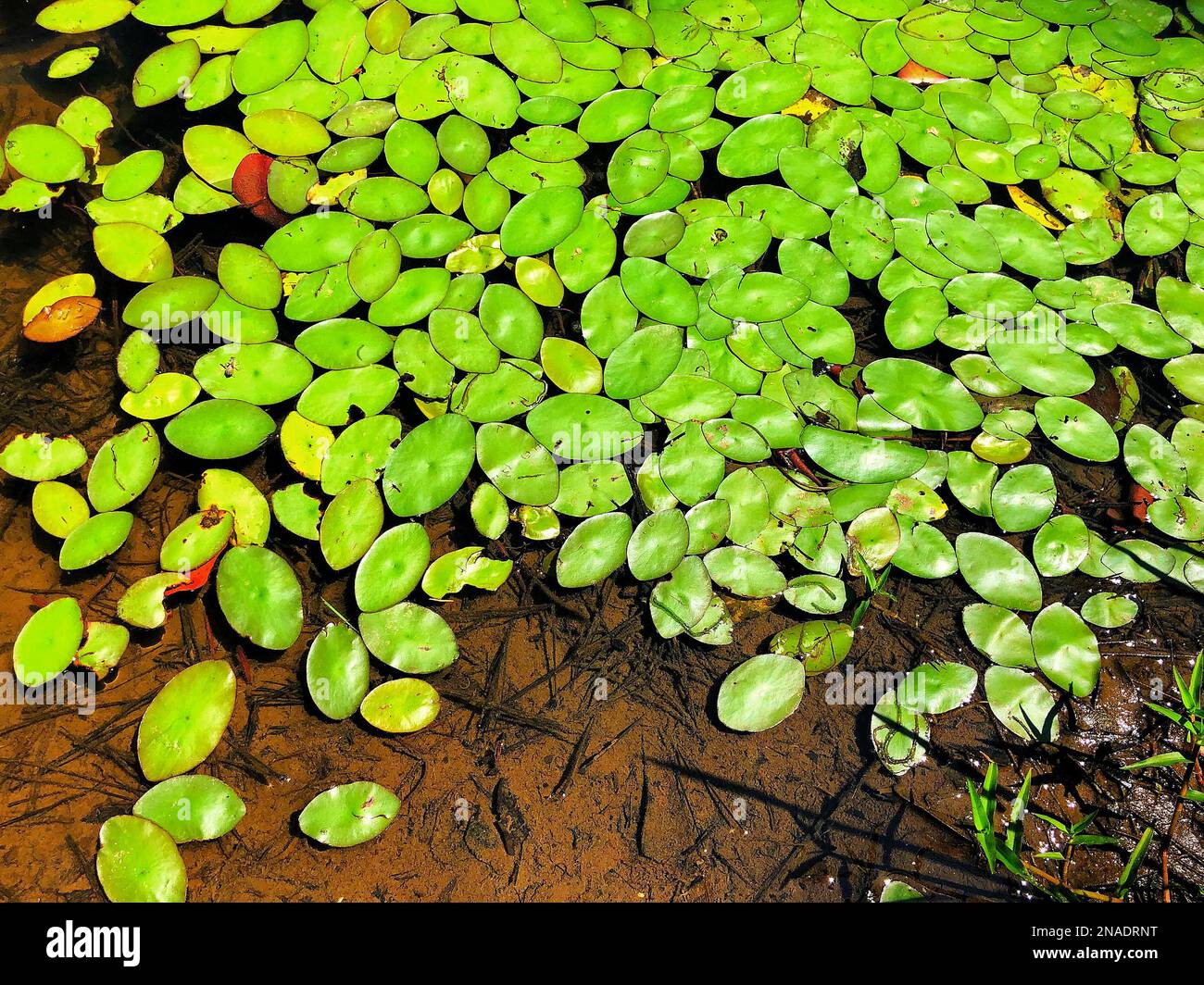 A top view of green leaves fallen in a pond Stock Photo - Alamy