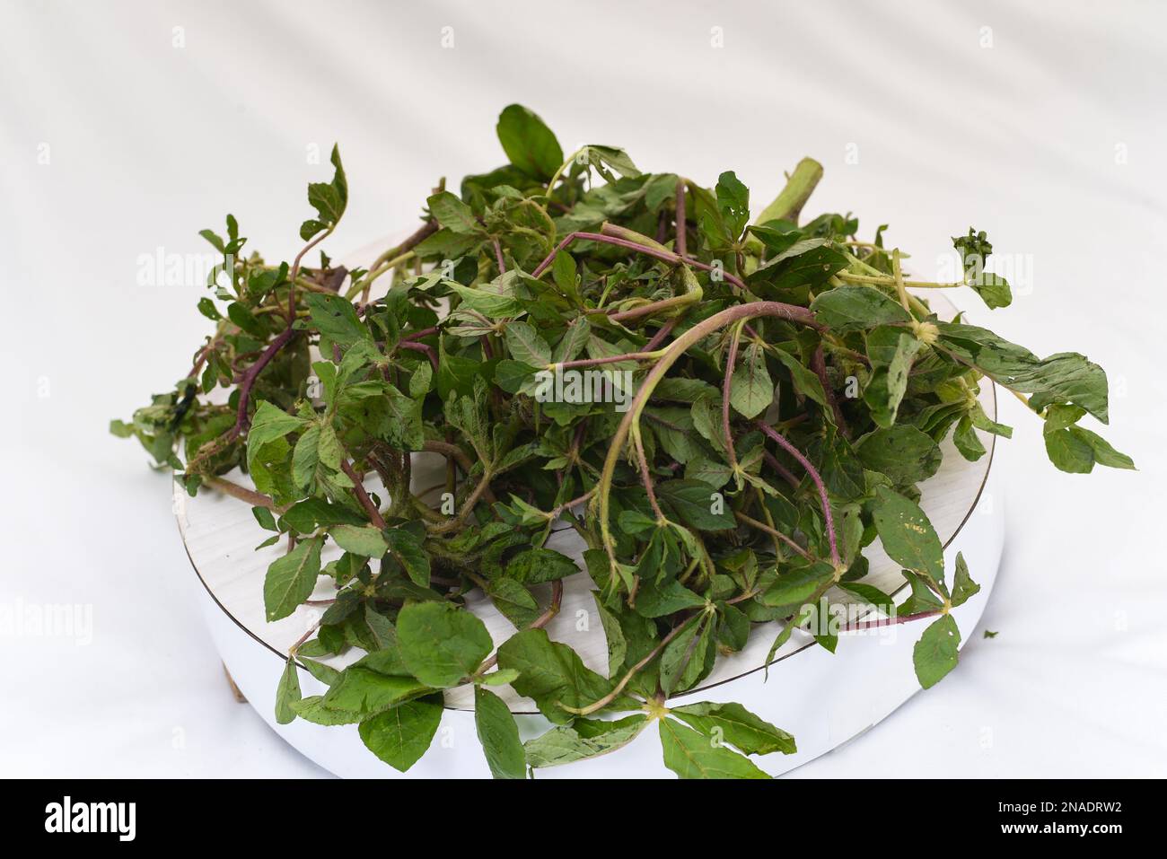 Fresh "Sageti" spider plant isolated on plain background Stock Photo ...