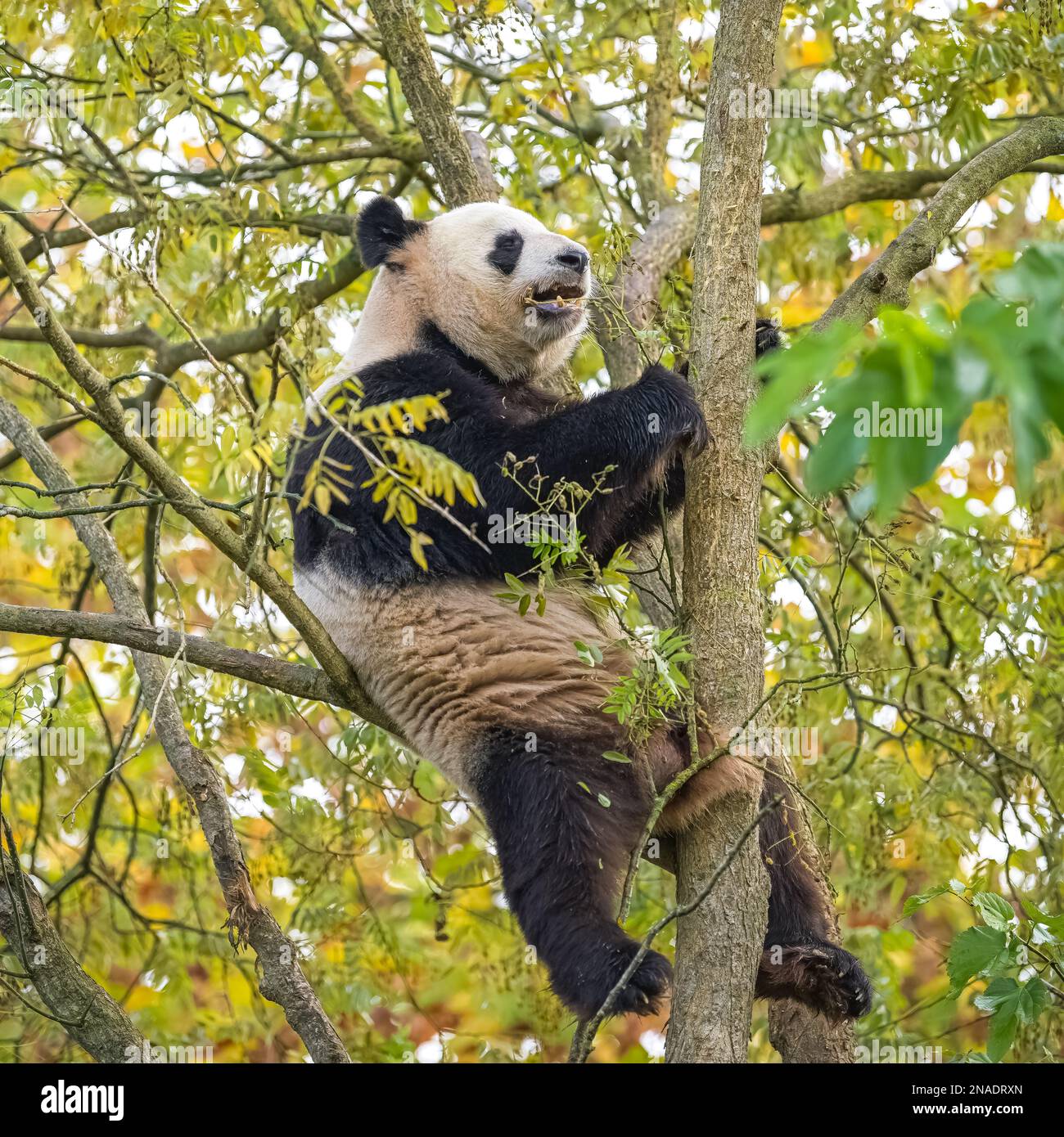 Giant panda standing in tree hi-res stock photography and images - Alamy