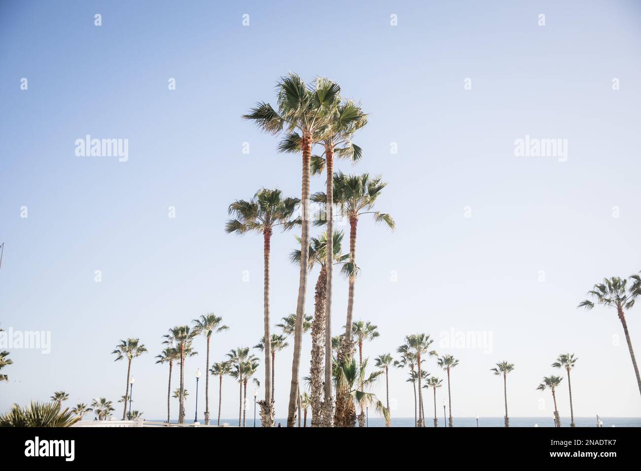 Palm trees in a symmetrical Beach landscape Stock Photo - Alamy