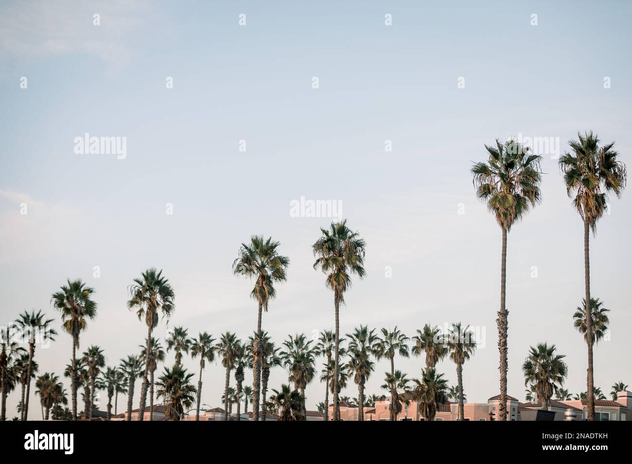 Palm trees at sunset on a California beach day Stock Photo - Alamy