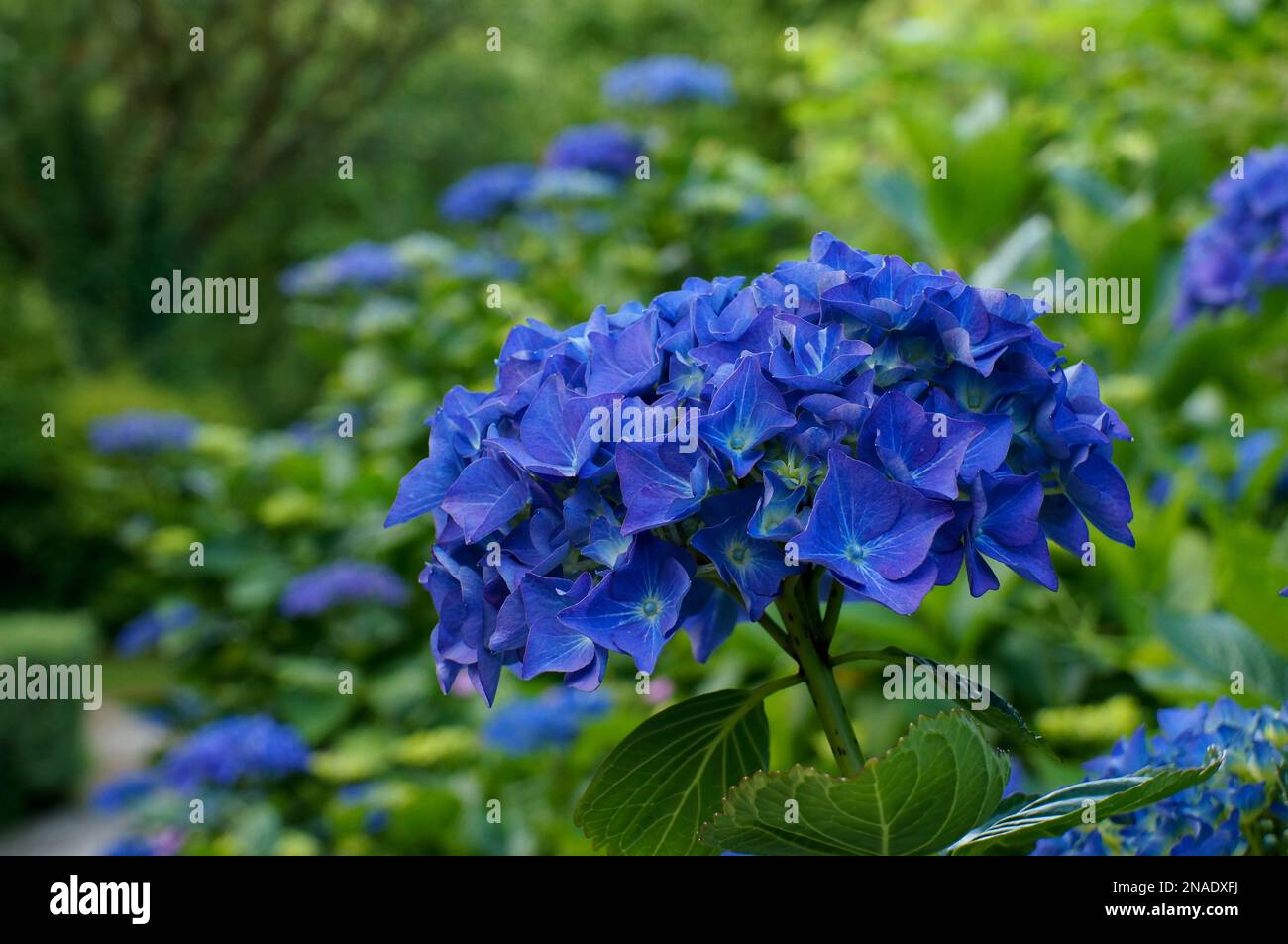 Dark blue hydrangea at Jardin d'Elle Stock Photo - Alamy