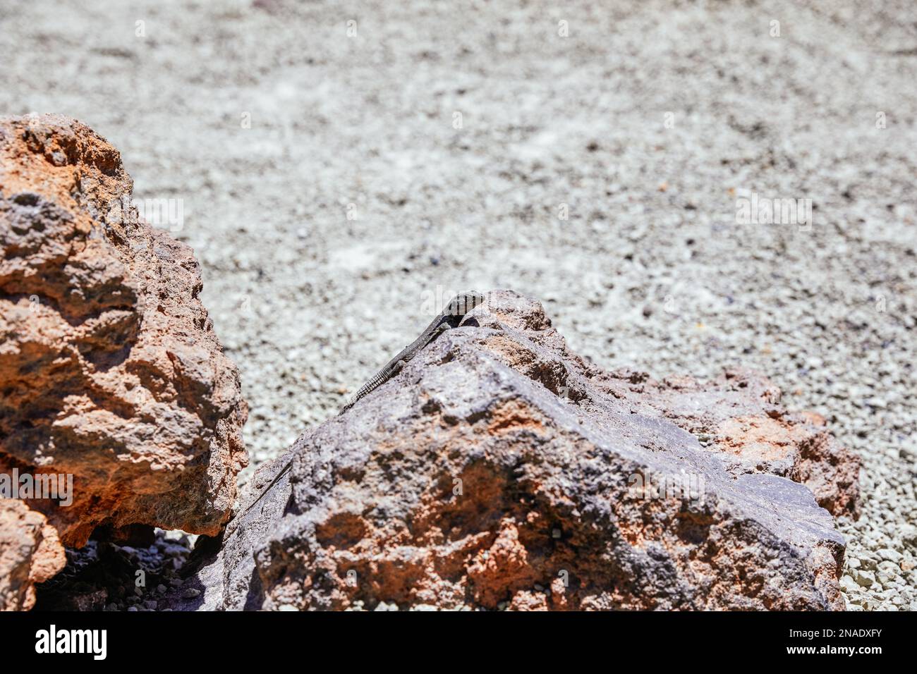 Landscape of sand and volcanic mountains with caves in the canary ...