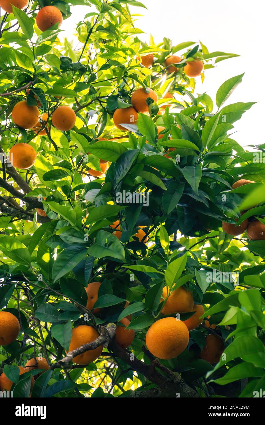 Orange tree with ripe fruits on the branches Stock Photo - Alamy