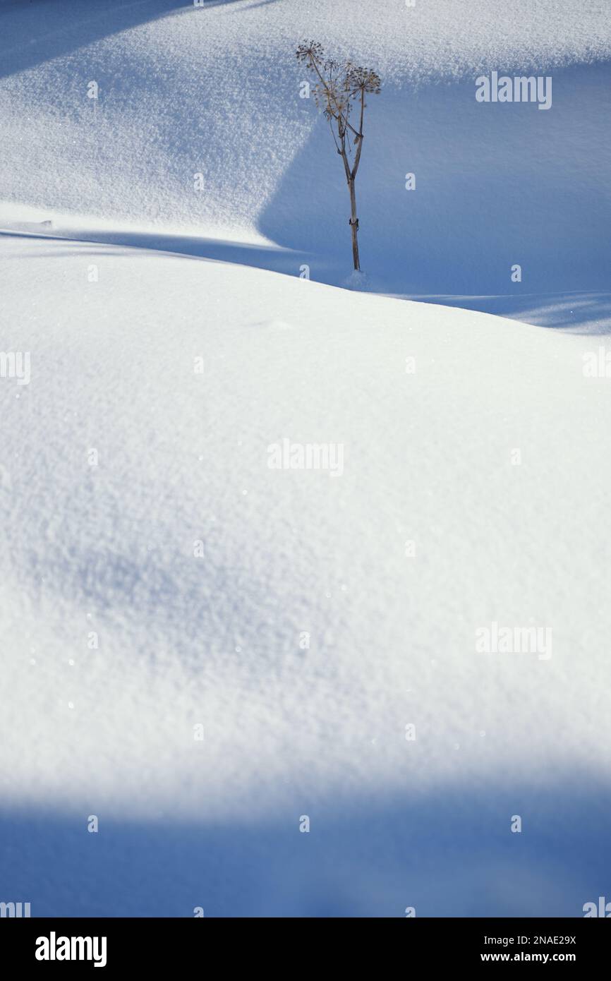 Alps meadow snow vertical hi-res stock photography and images - Alamy