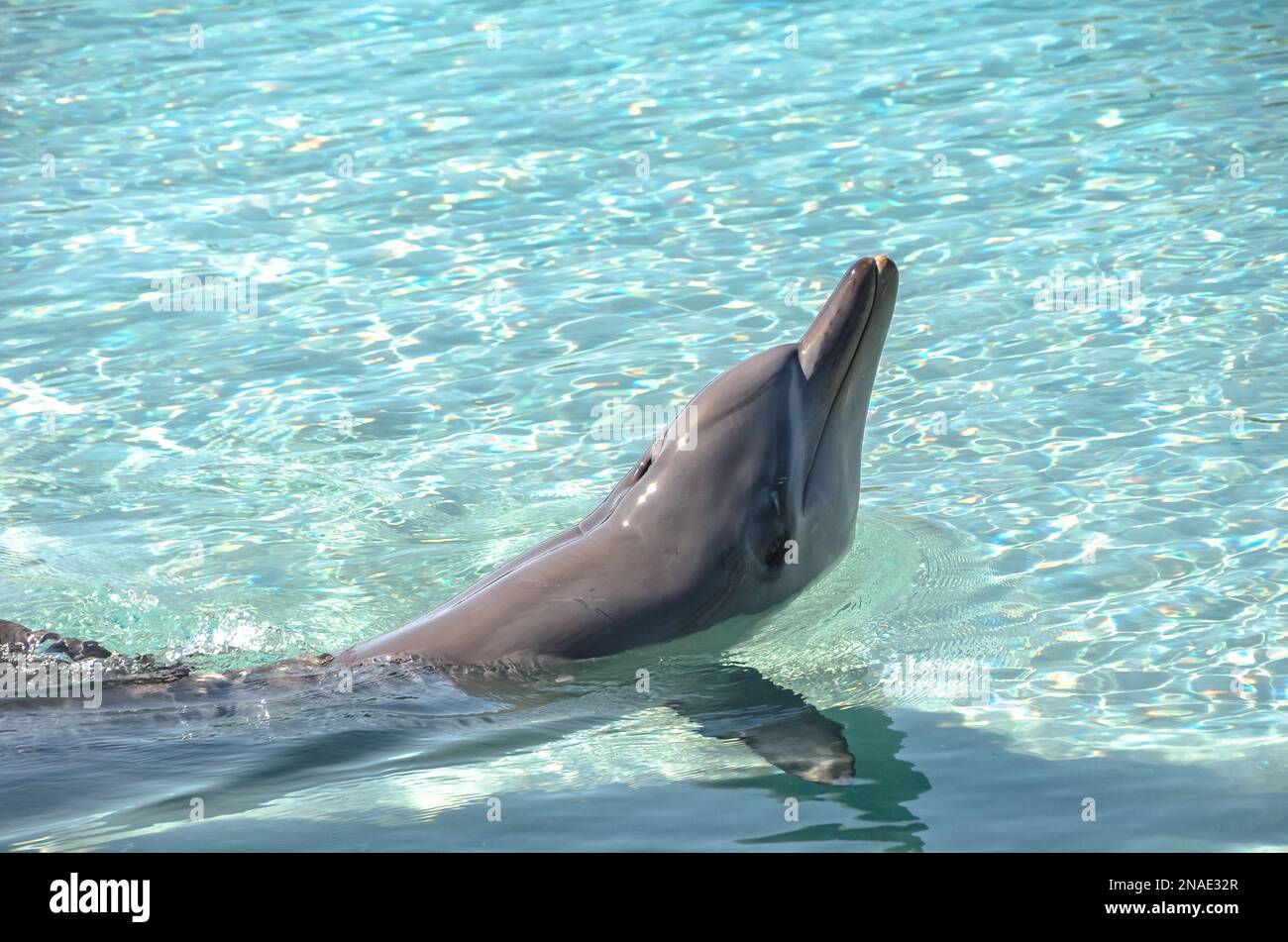 A cute dolphin sticking out his head out of the clear water on a bright ...