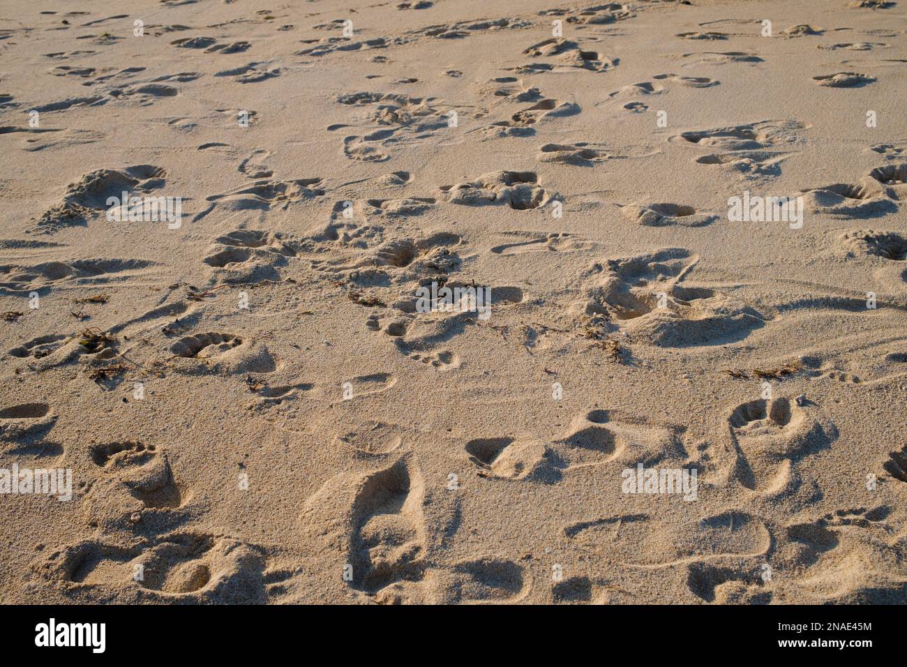 An abstract background of footprint in the sand beach at Pandawa Beach ...