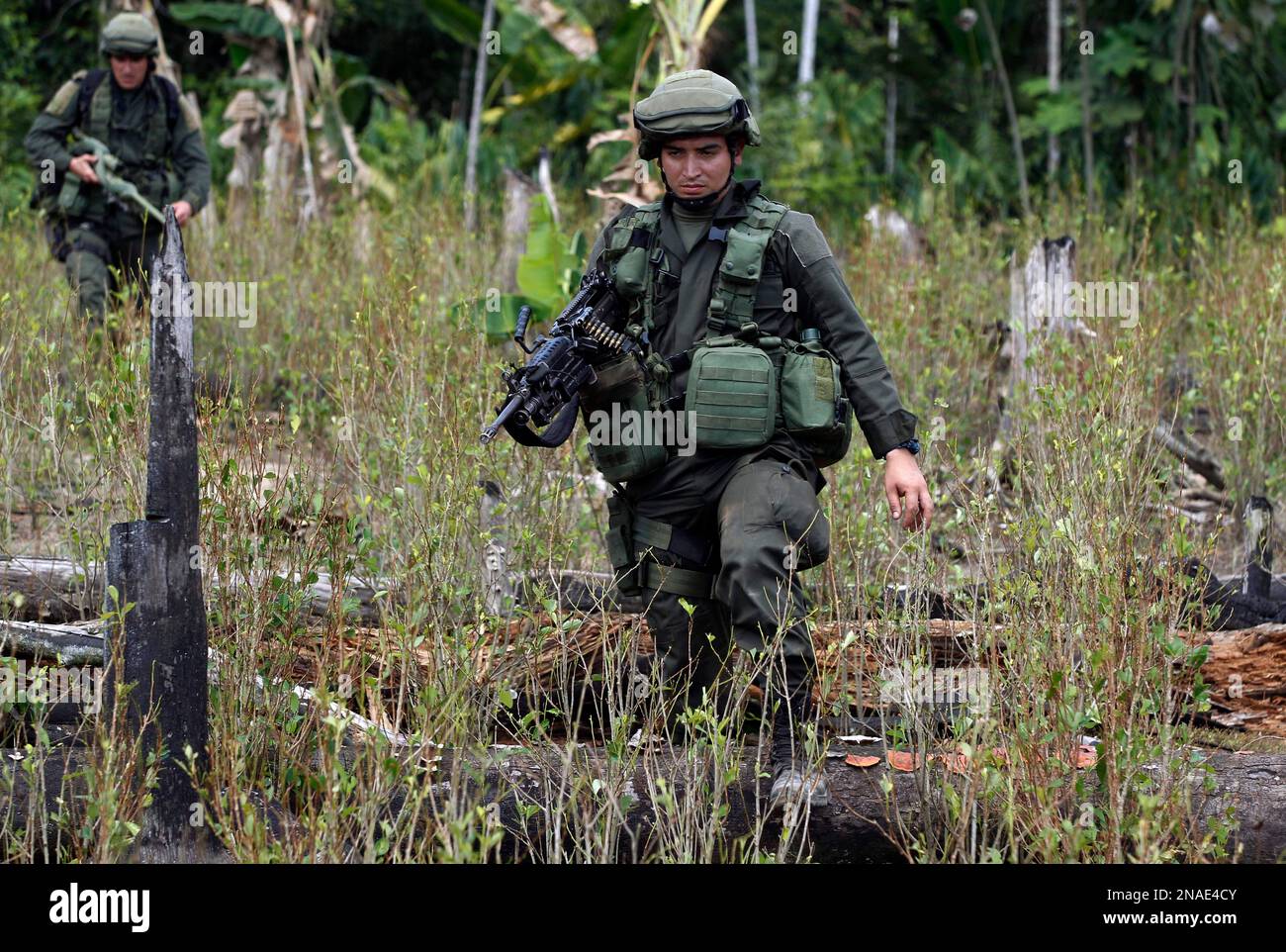Counter narcotics police walk through a coca field as they arrive to ...