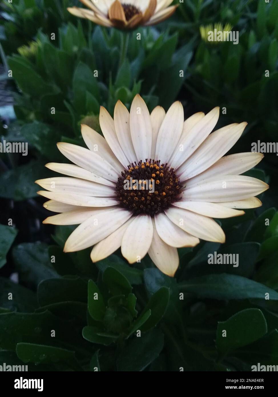 A vibrant yellow Cape marguerite stands out amongst the fading foliage ...