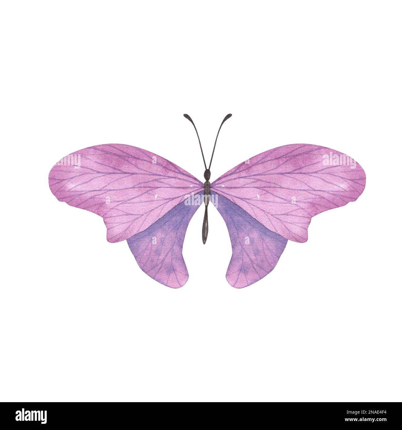 Fly insect poster vintage Cut Out Stock Images & Pictures - Alamy