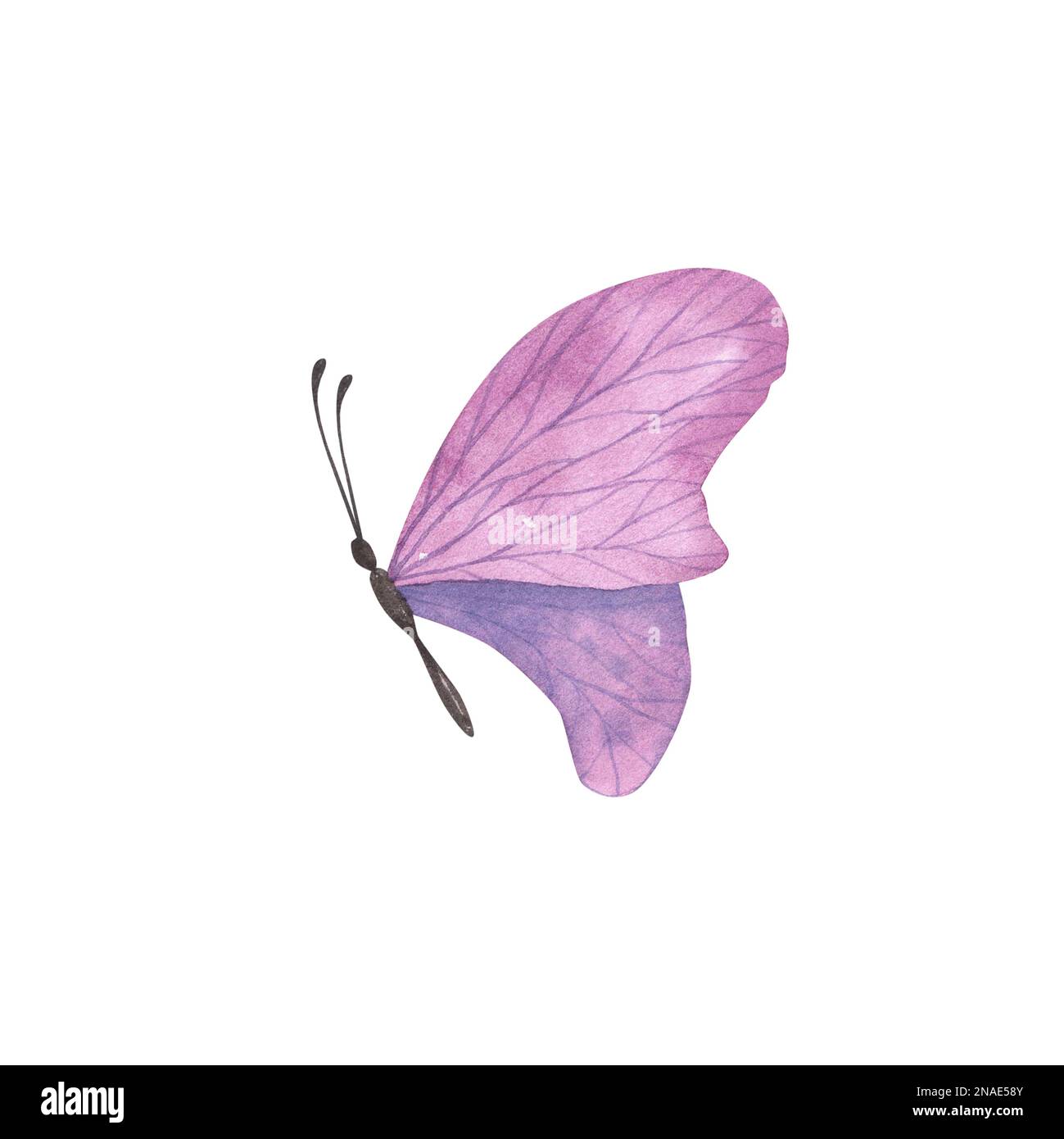 Violet and pink butterfly with detailed wings isolated on white ...