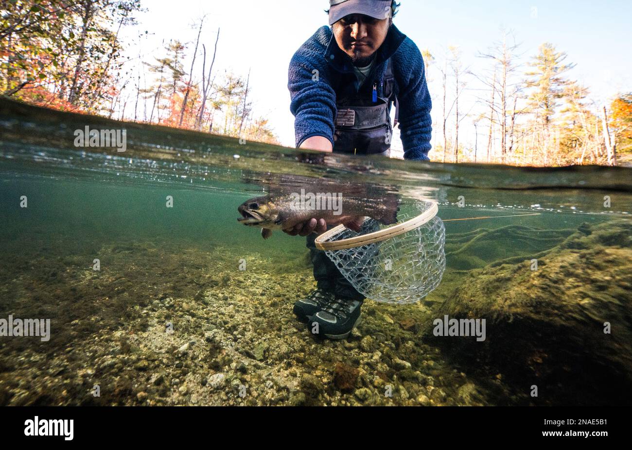 Underwater photo of man releasing a brook trout during foliage season ...