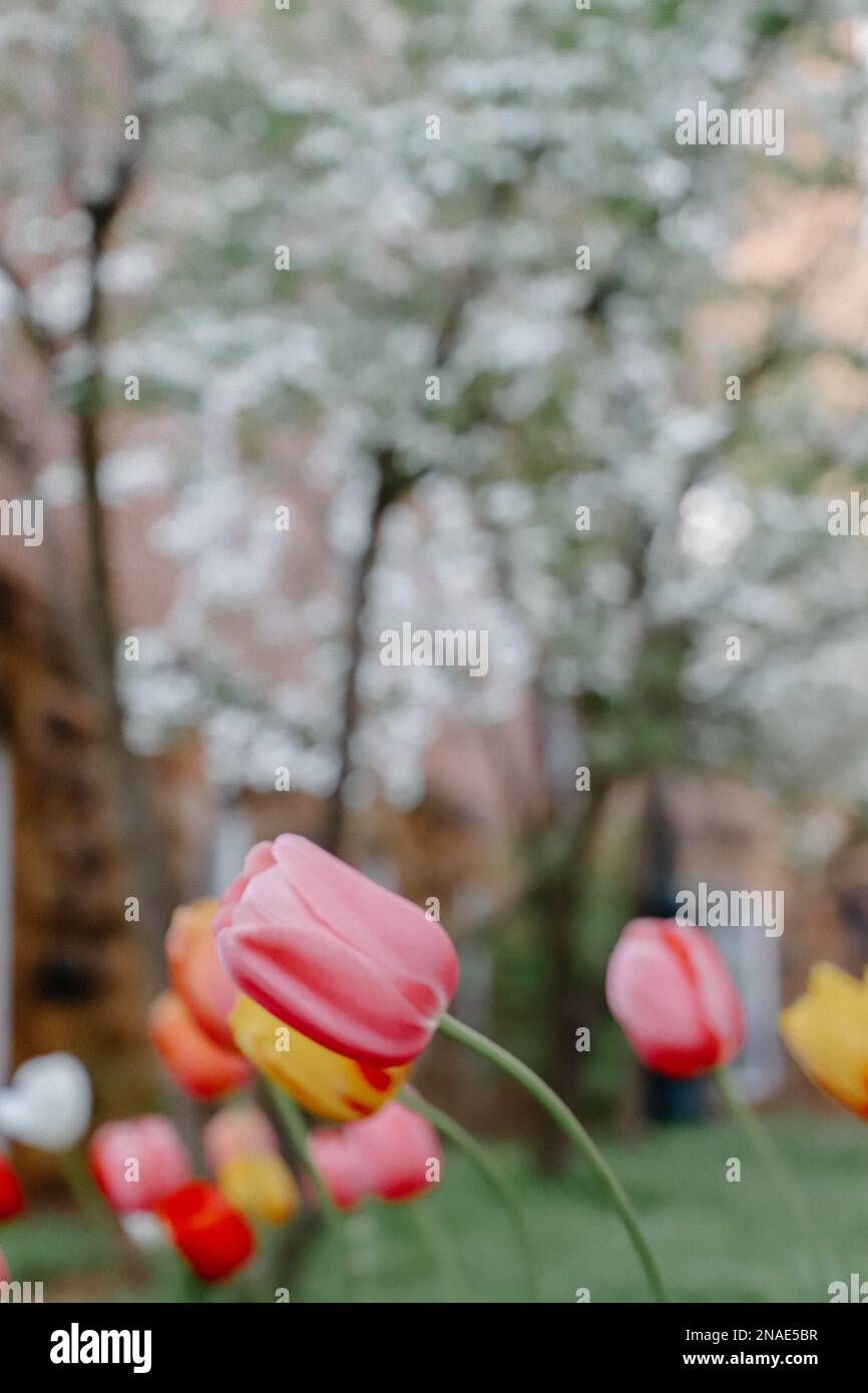 Spring tulips in many various colors Stock Photo - Alamy