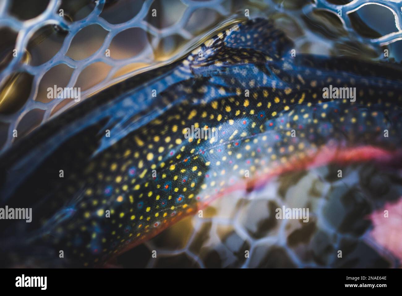 The spotted and colorful back of a Maine brook trout in the fall Stock ...