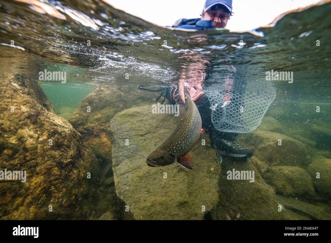 Underwater photo of man releasing a brook trout during foliage season ...