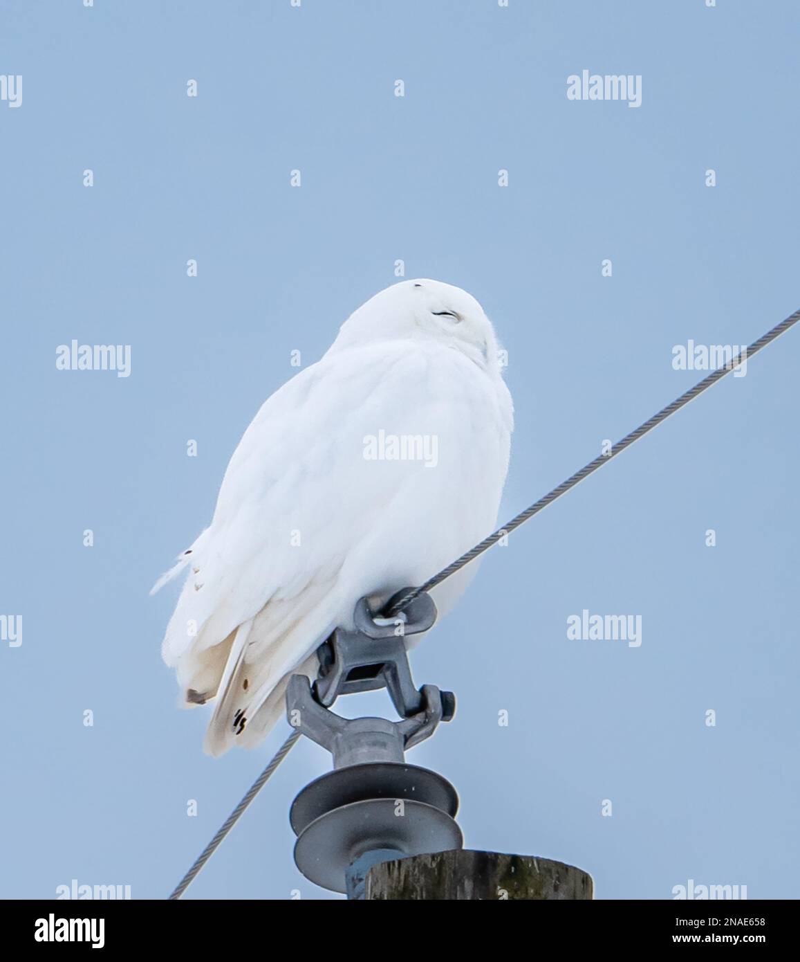 Male snowy owl perched on utility pole on winter day in Canada Stock ...