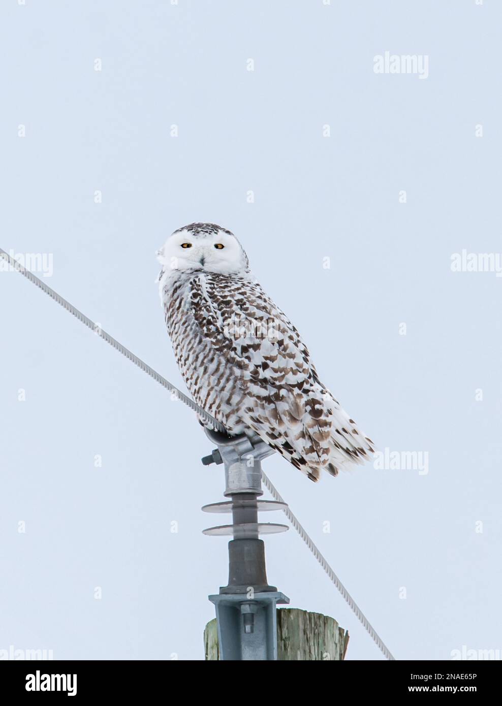 Female snowy owl perched on utility pole on cloudy winter day Stock ...