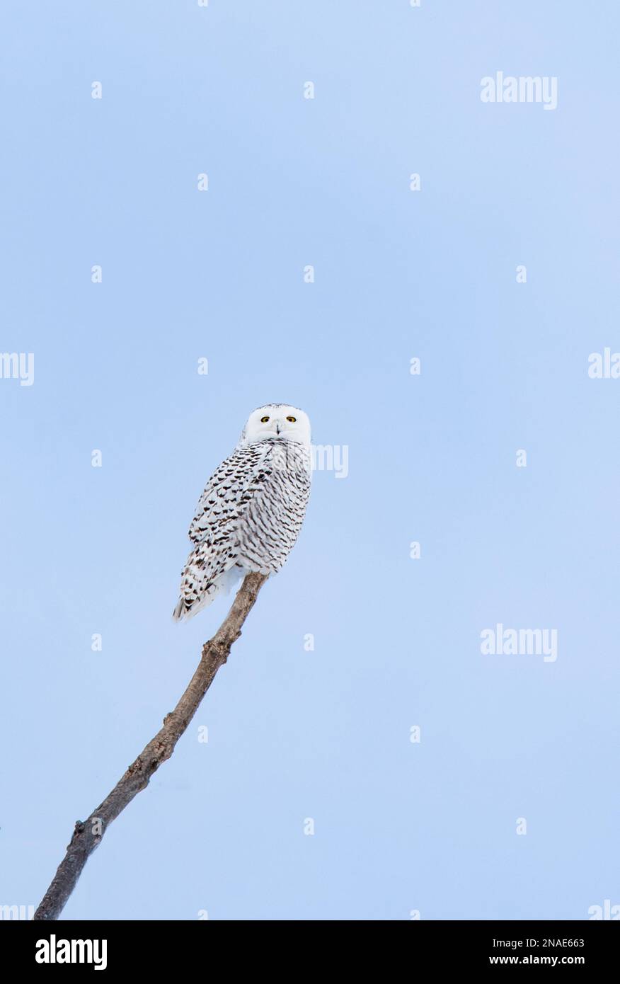 Female snowy owl perched on branch on winter day in Canada Stock Photo ...