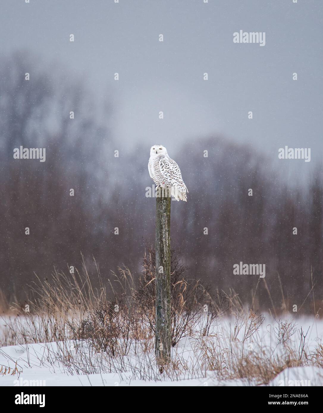 Female snowy owl perched on fence post on winter day in Canada Stock ...