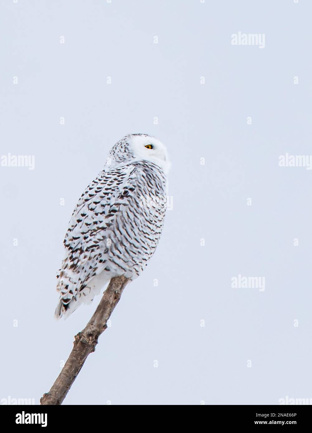 Female snowy owl perched on branch on cloudy winter day in Canada Stock ...