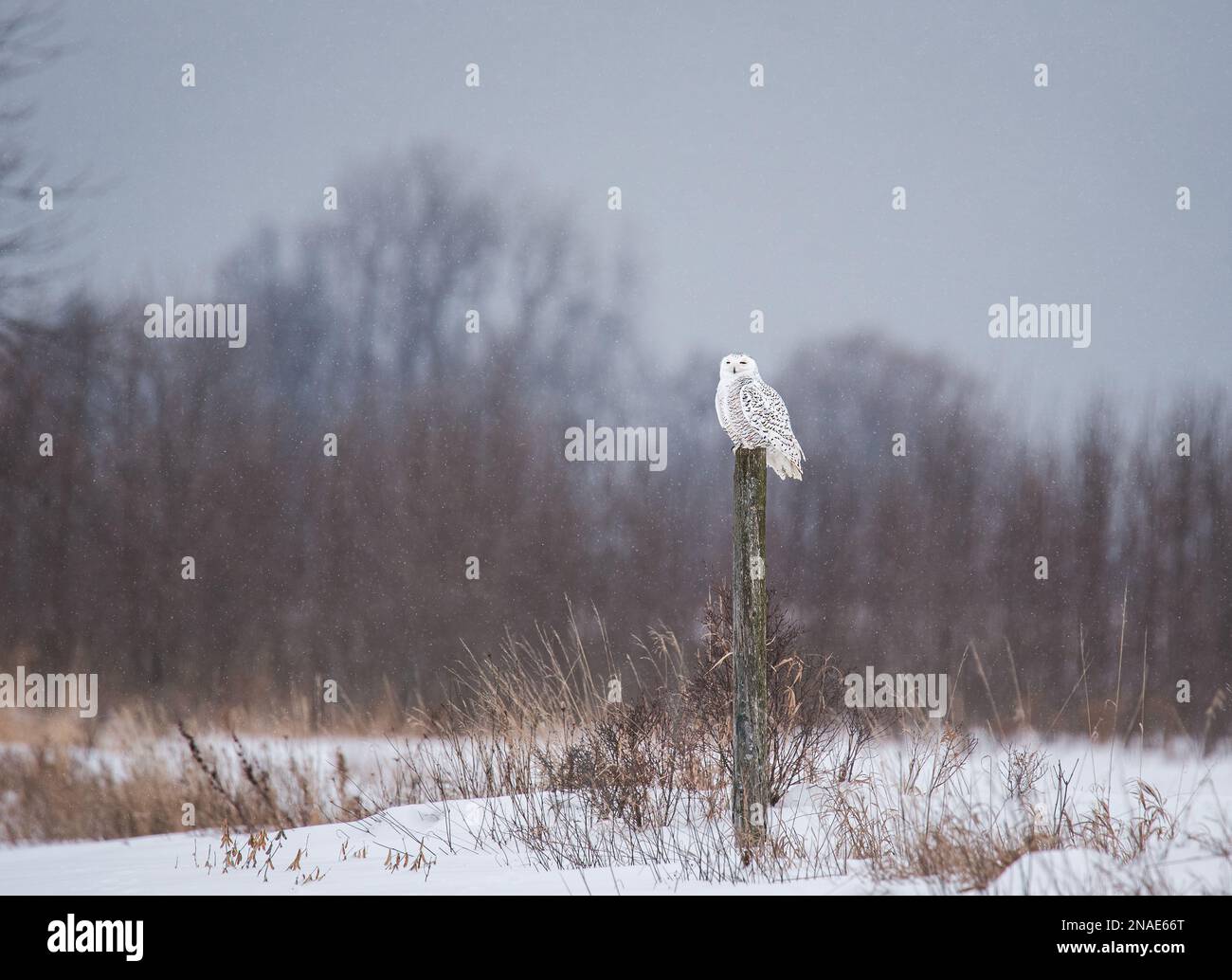 Female snowy owl perched on fence post on winter day in Canada Stock ...