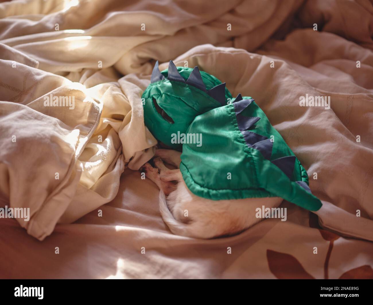 Doggy blanket hi-res stock photography and images - Alamy